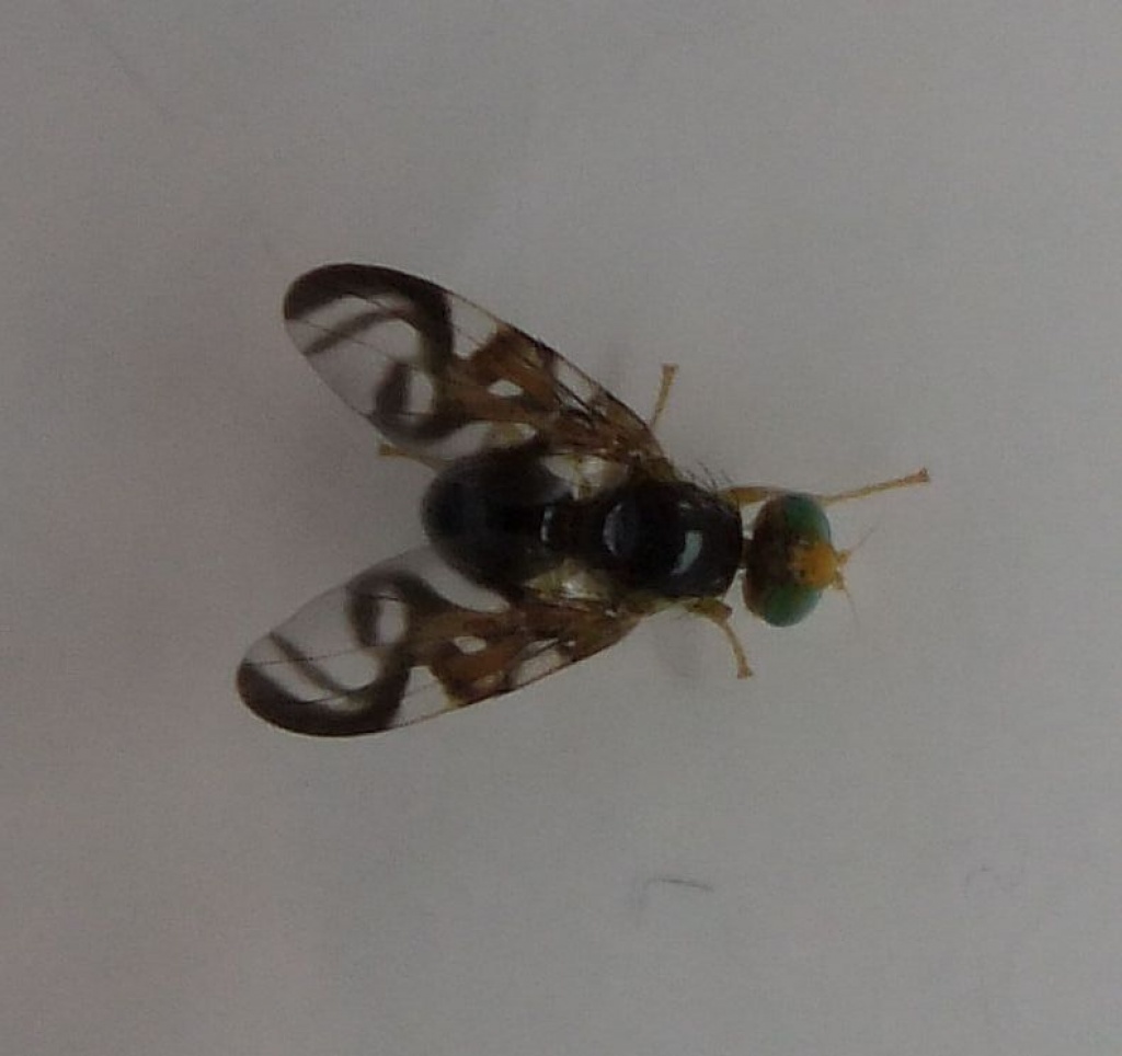 Celery fly | NatureSpot