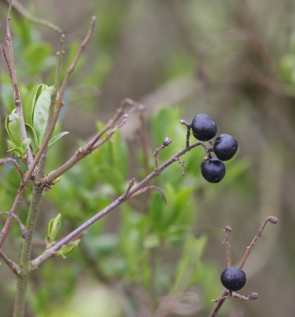 Wild Privet | NatureSpot