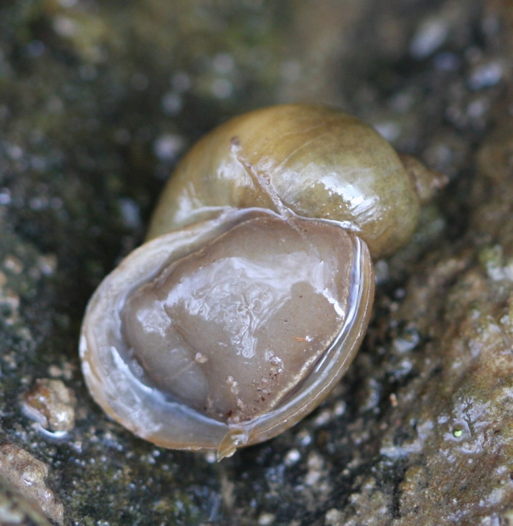Ear Pond Snail | NatureSpot
