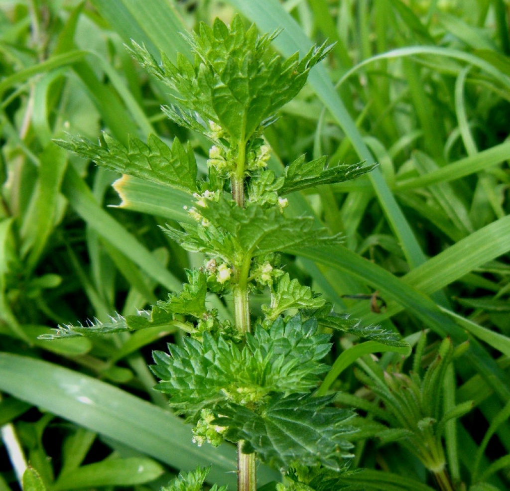 Small Nettle | NatureSpot