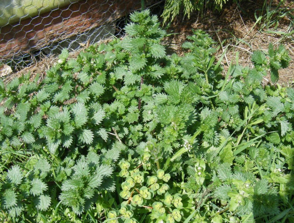 Small Nettle | NatureSpot