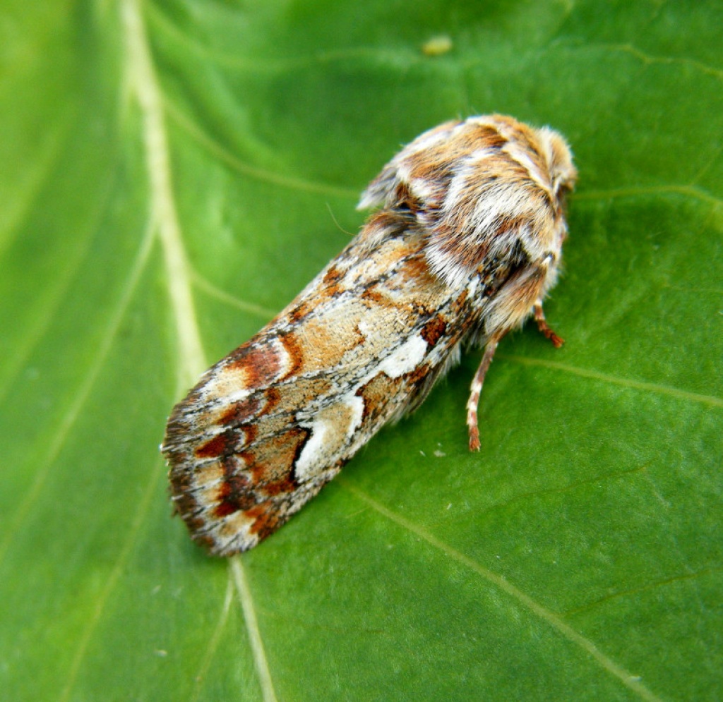 Pine Beauty | NatureSpot