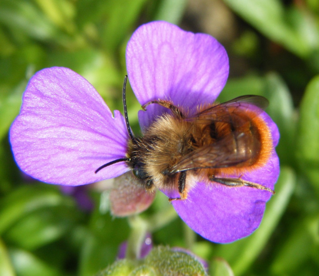Red Mason Bee | NatureSpot