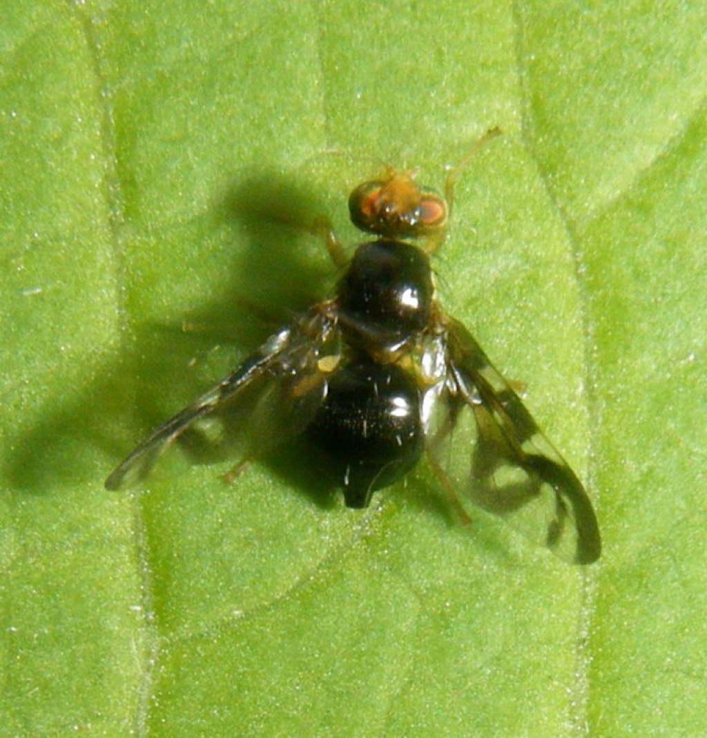 Celery fly | NatureSpot