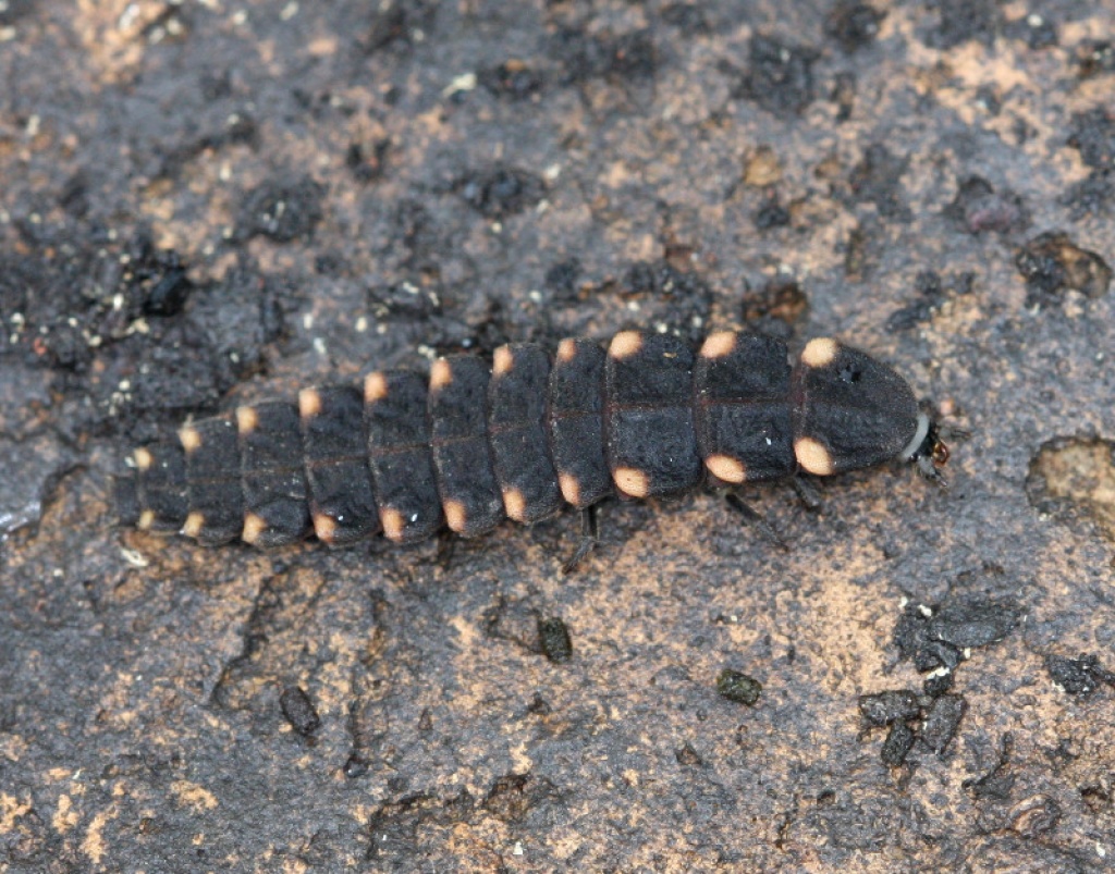 Glow-worm | NatureSpot