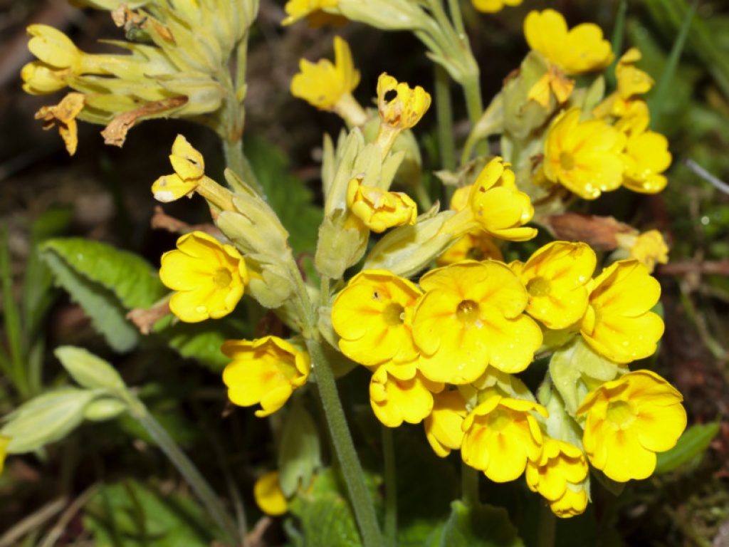 Cowslip | NatureSpot