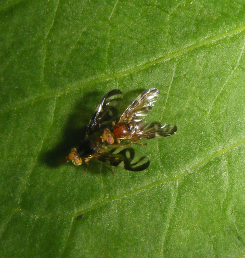 Celery fly | NatureSpot