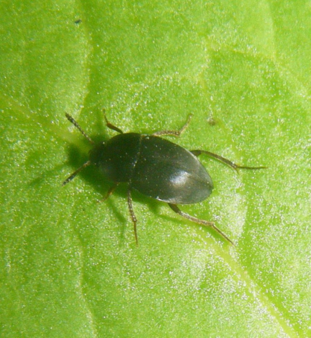 Catops grandicollis | NatureSpot