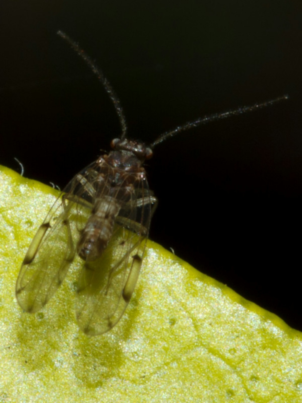 Ectopsocus briggsi agg. (briggsi/petersi/meridionalis) | NatureSpot