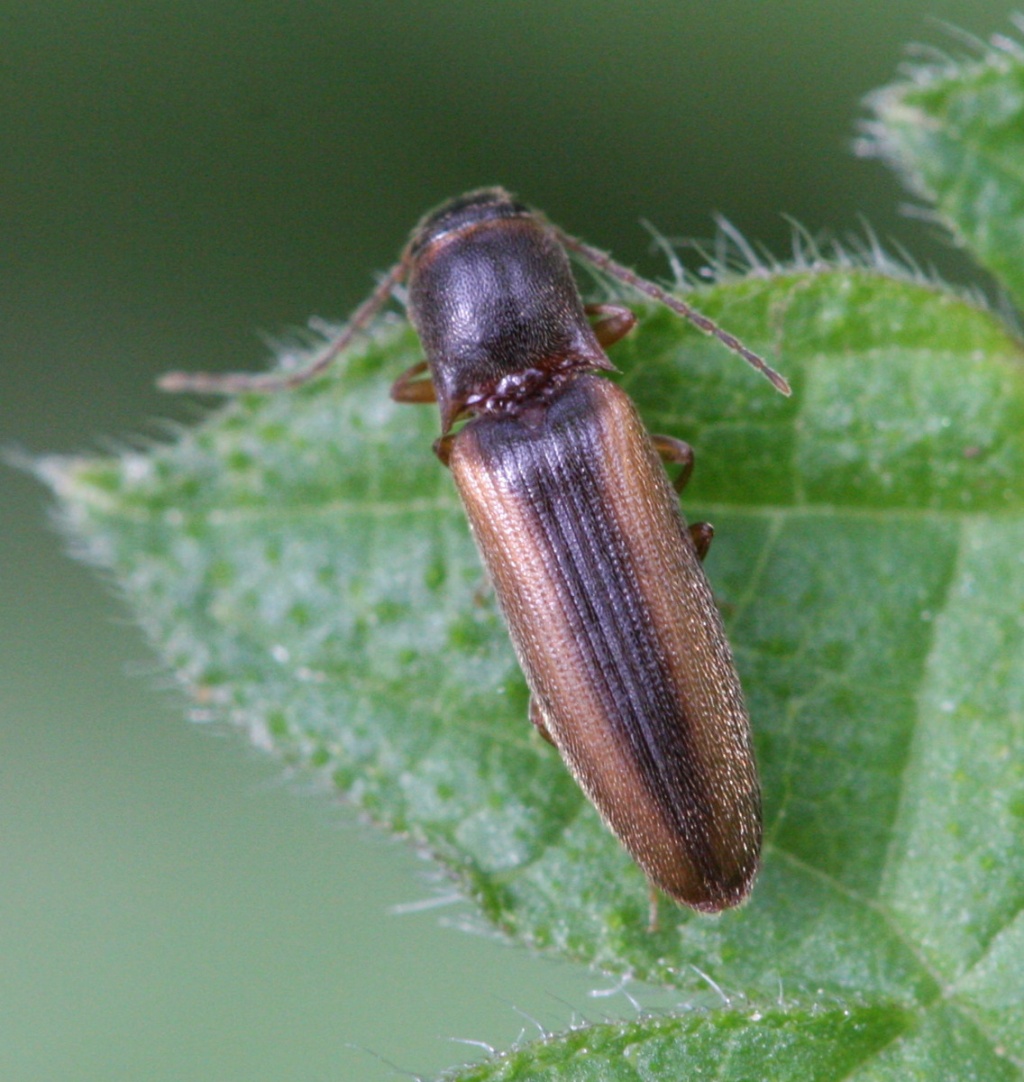 Dalopius marginatus | NatureSpot