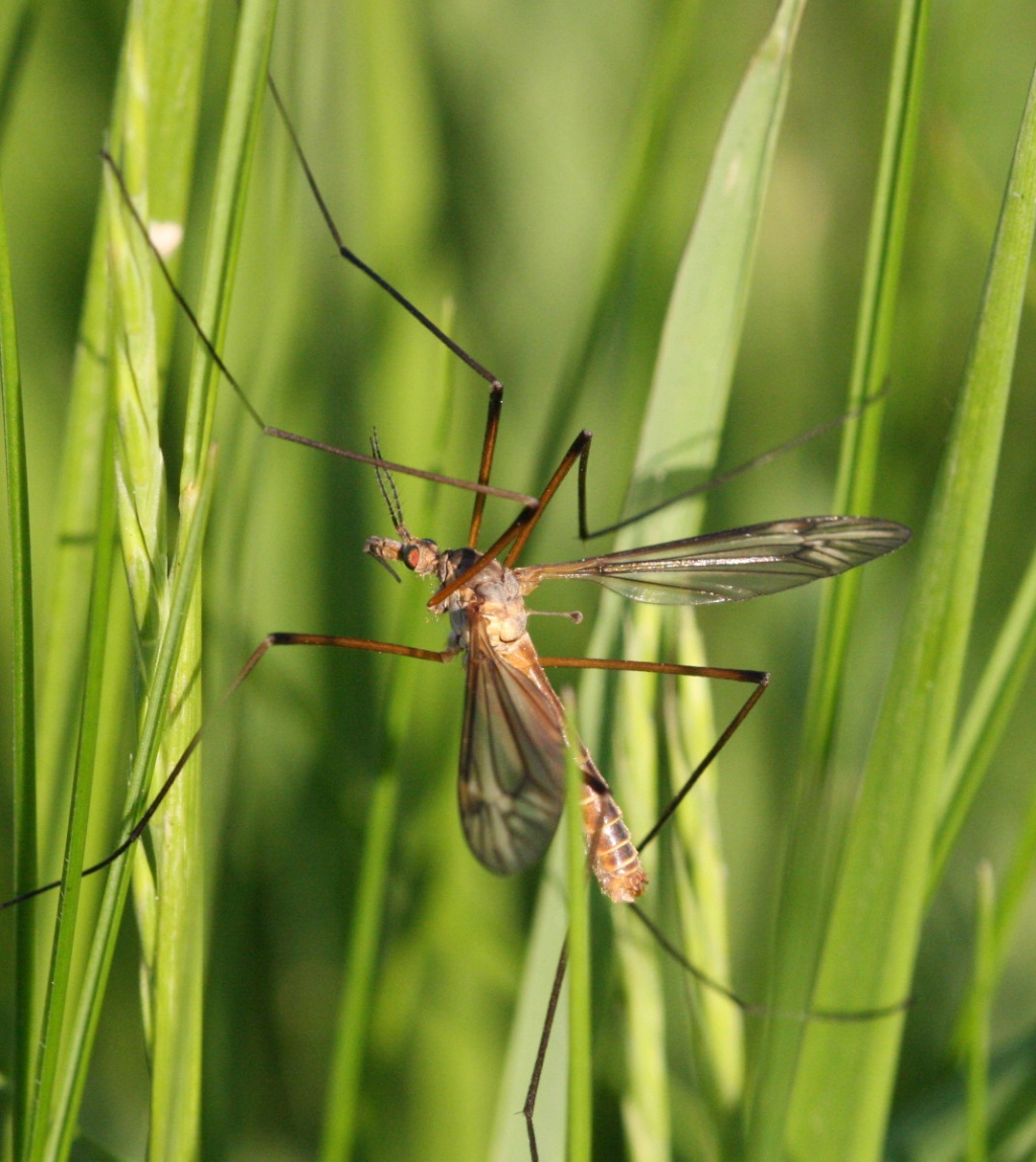 Tipula vernalis | NatureSpot