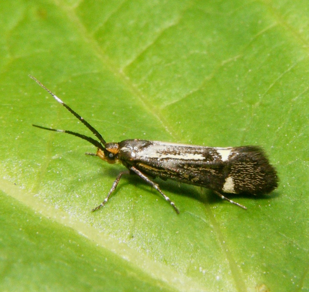 Esperia sulphurella | NatureSpot