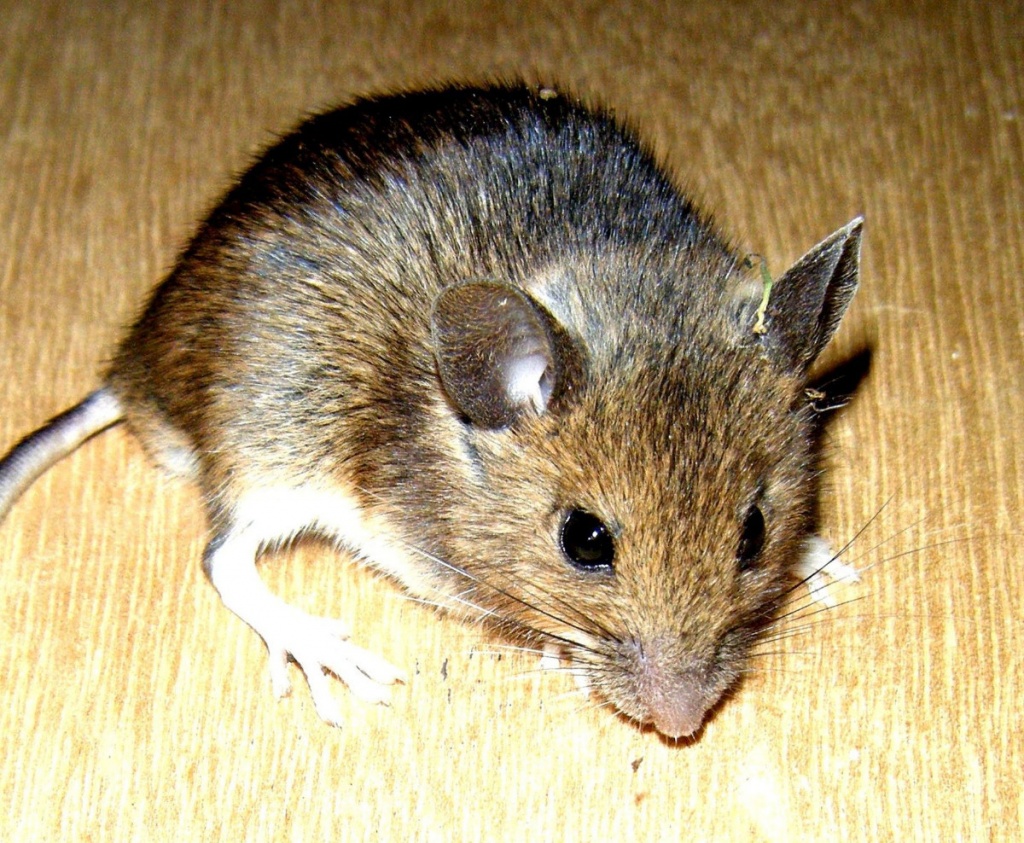 Wood Mouse | NatureSpot