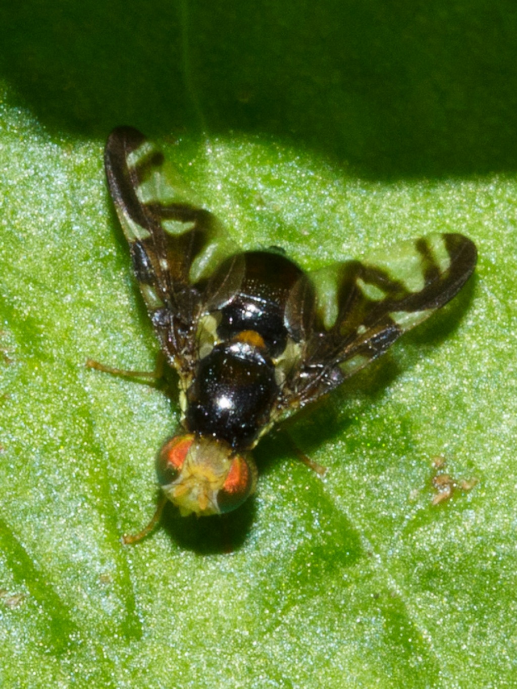 Celery fly | NatureSpot