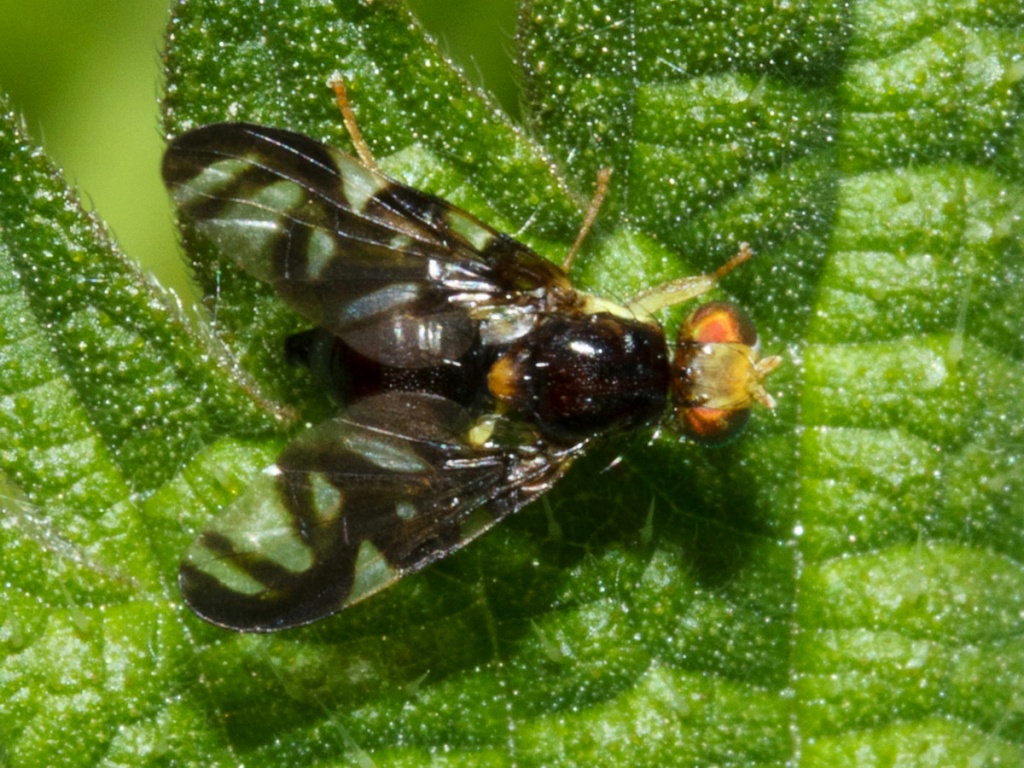 Celery fly | NatureSpot