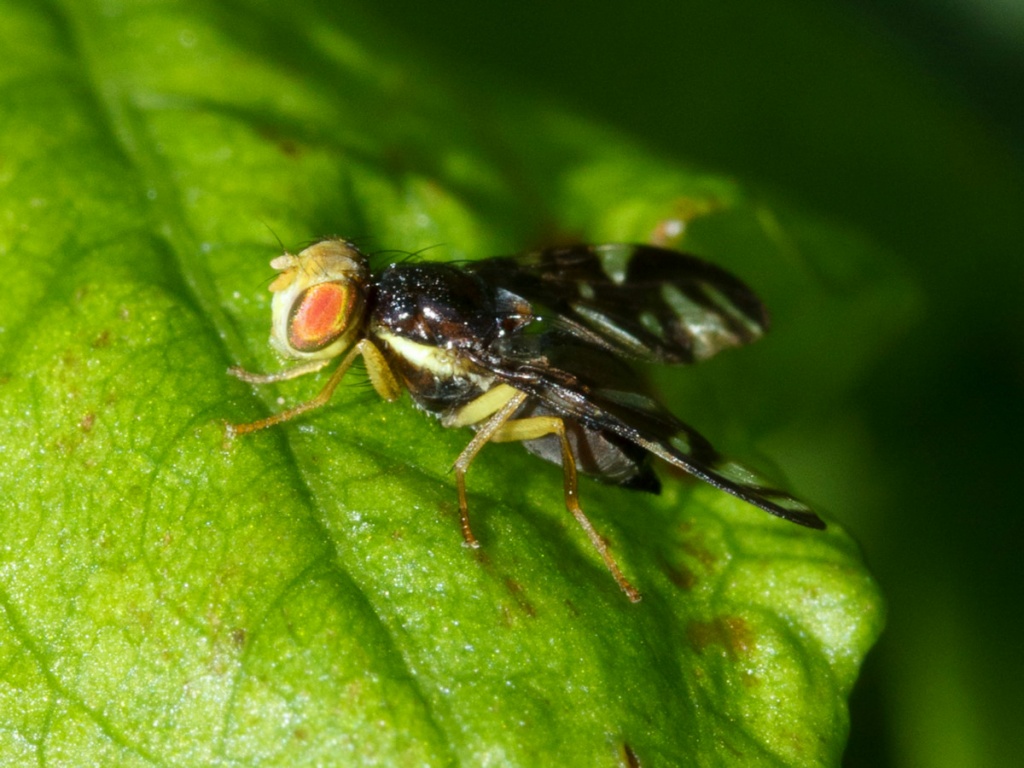 Celery fly | NatureSpot