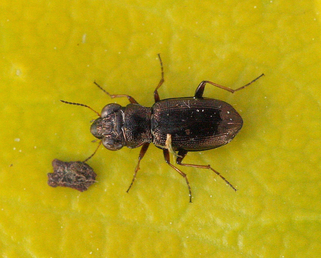 Notiophilus rufipes | NatureSpot