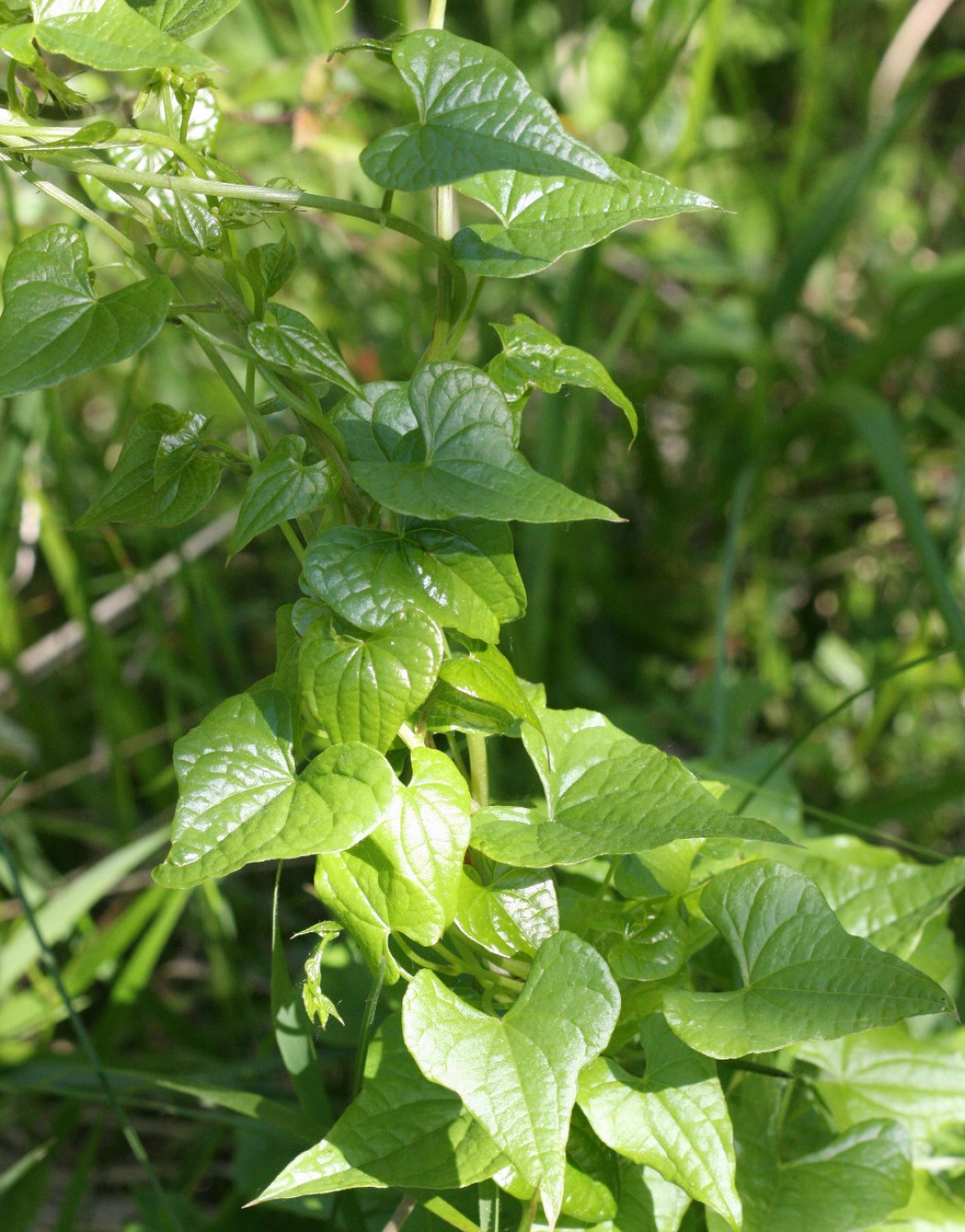 Black Bryony | NatureSpot