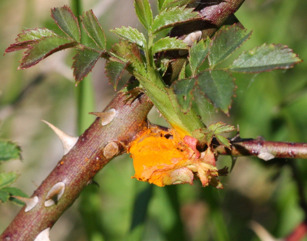 Rose Rust | NatureSpot
