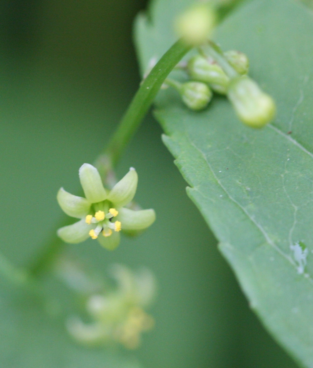 Black Bryony | NatureSpot