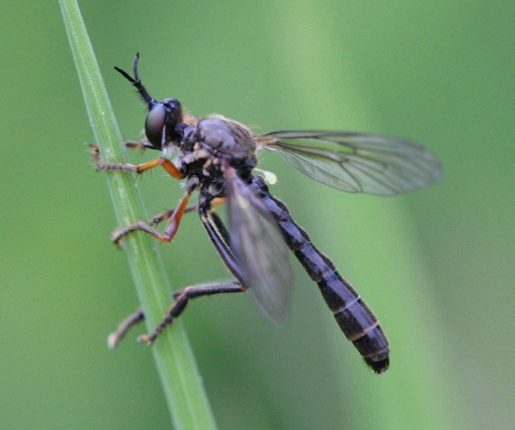 Common Red-legged Robberfly | NatureSpot