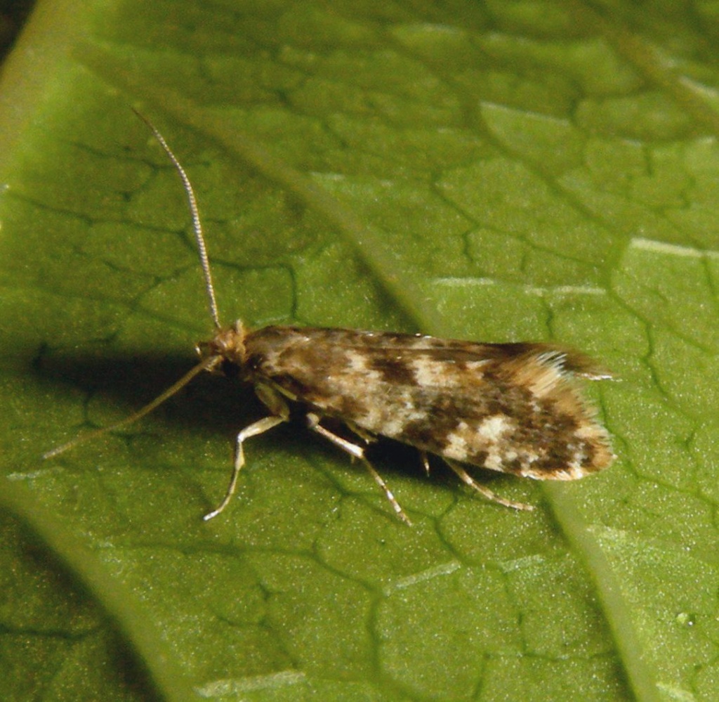 Cork Moth | NatureSpot