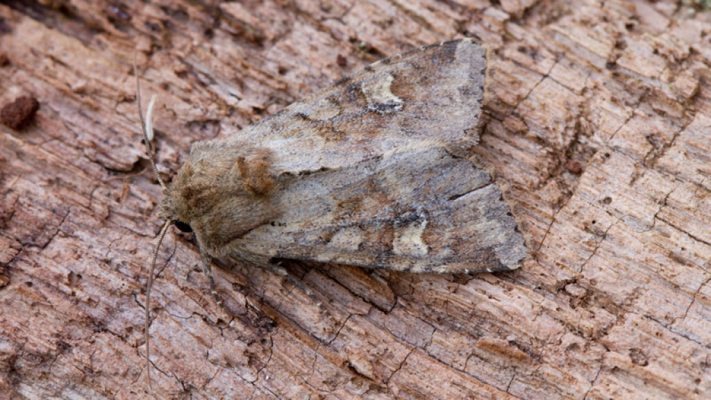 Rustic Shoulder-knot | NatureSpot