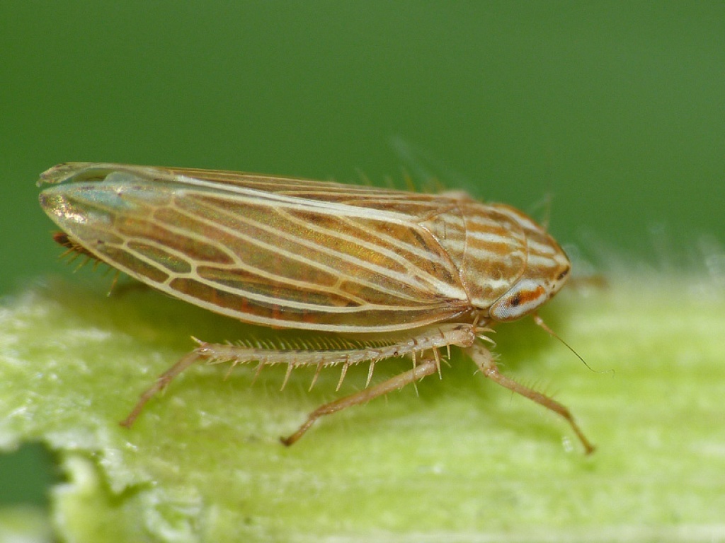 Mocydia crocea | NatureSpot