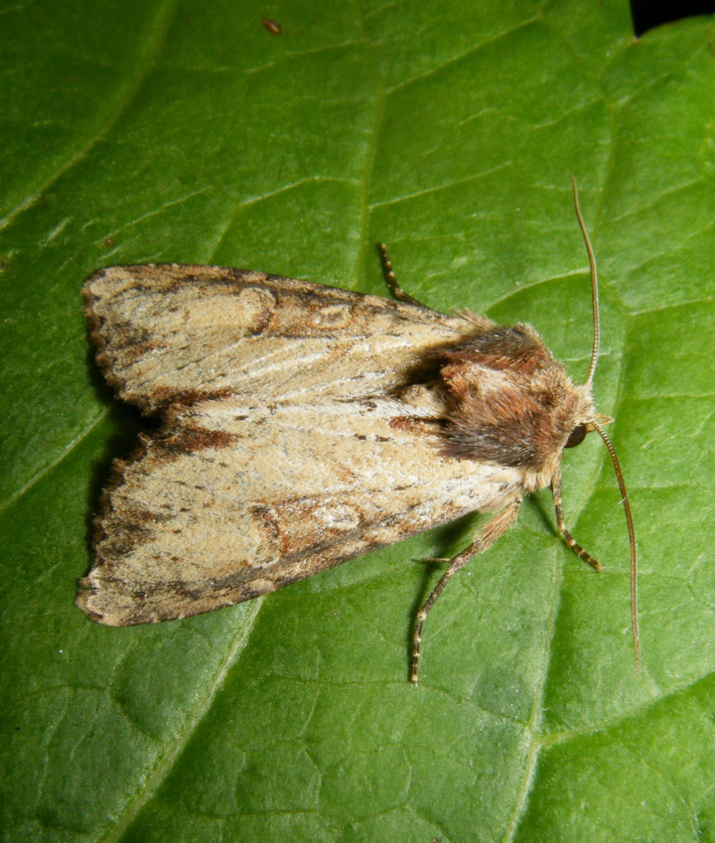 Clouded-bordered Brindle | NatureSpot