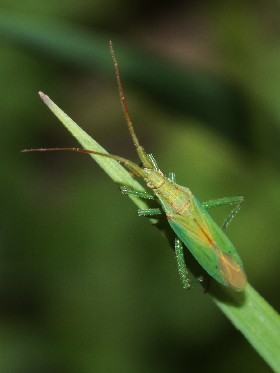 Stenodema laevigata | NatureSpot