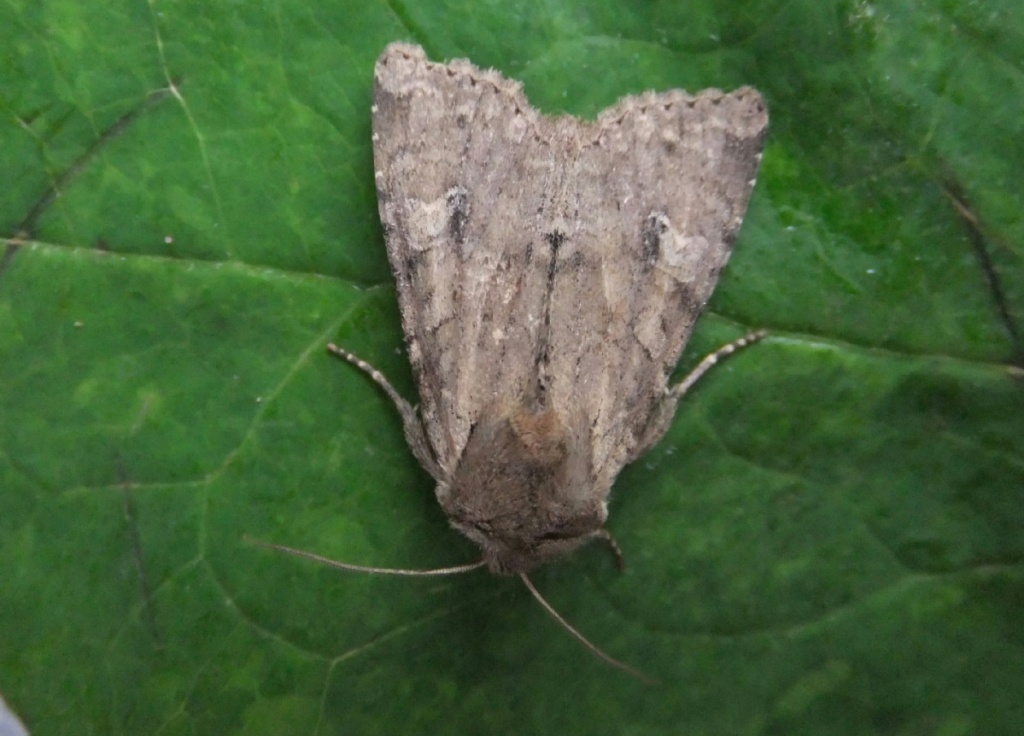 Rustic Shoulder-knot | NatureSpot