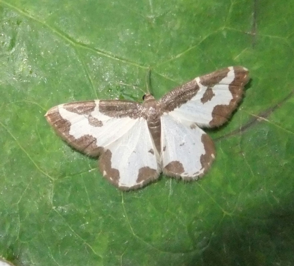 Clouded Border | NatureSpot