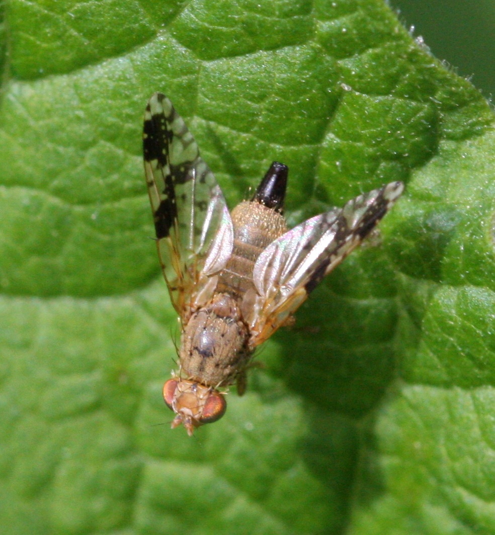 Tephritis bardanae | NatureSpot