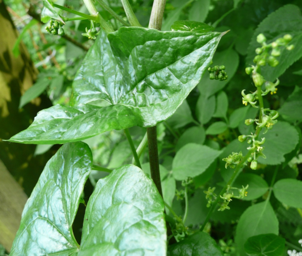 Black Bryony | NatureSpot