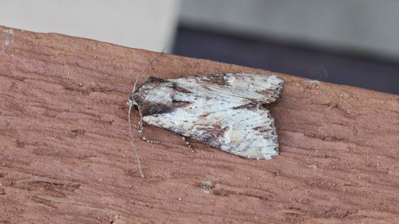 Clouded-bordered Brindle | NatureSpot