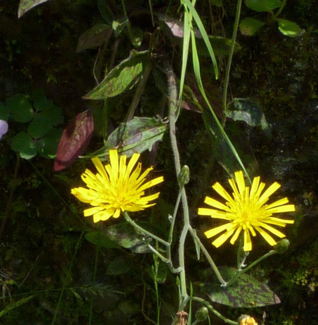 Spotted Hawkweed | NatureSpot