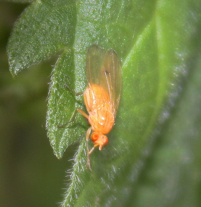 Tricholauxania praeusta | NatureSpot