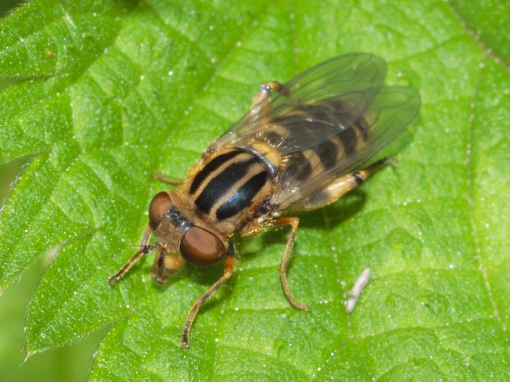 Anasimyia lineata | NatureSpot