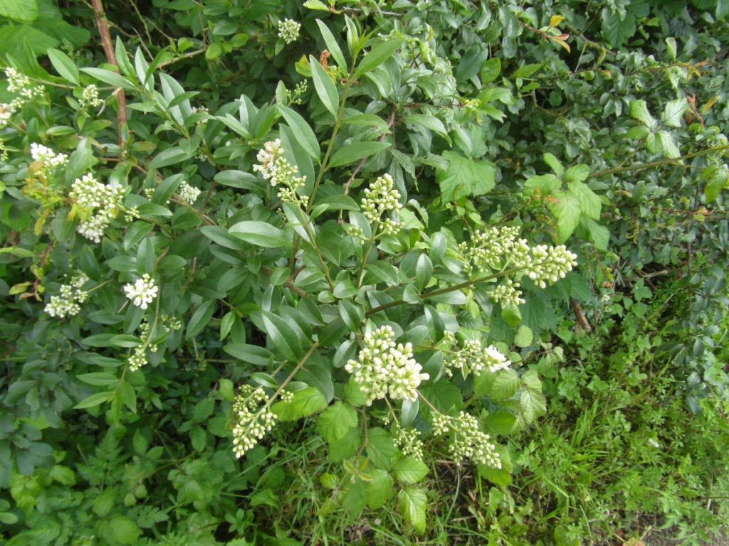 Wild Privet | NatureSpot