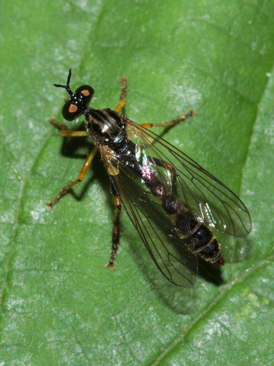 Small Yellow-legged Robber Fly | NatureSpot