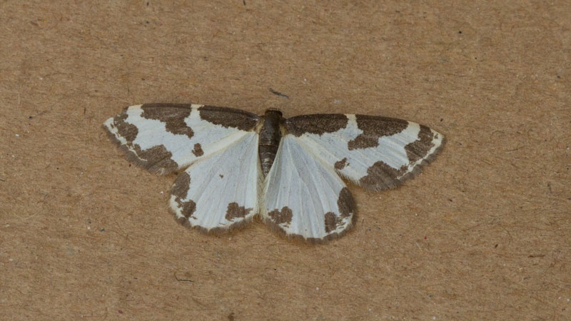 Clouded Border | NatureSpot