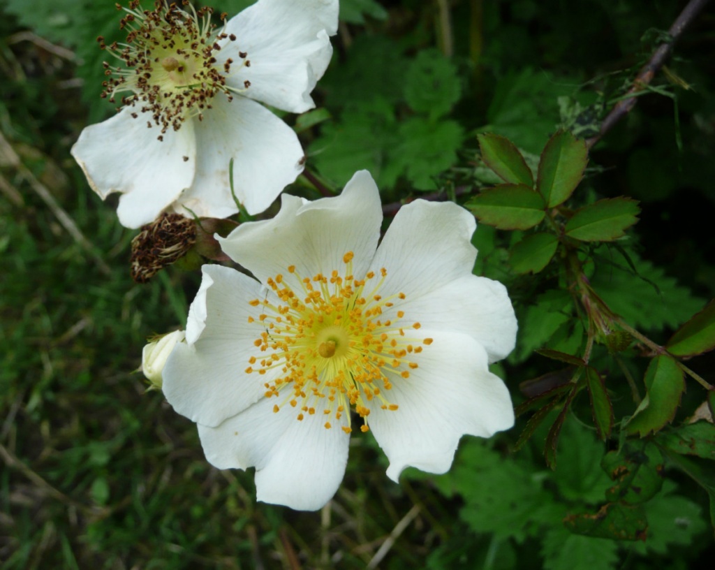 Field-rose | NatureSpot