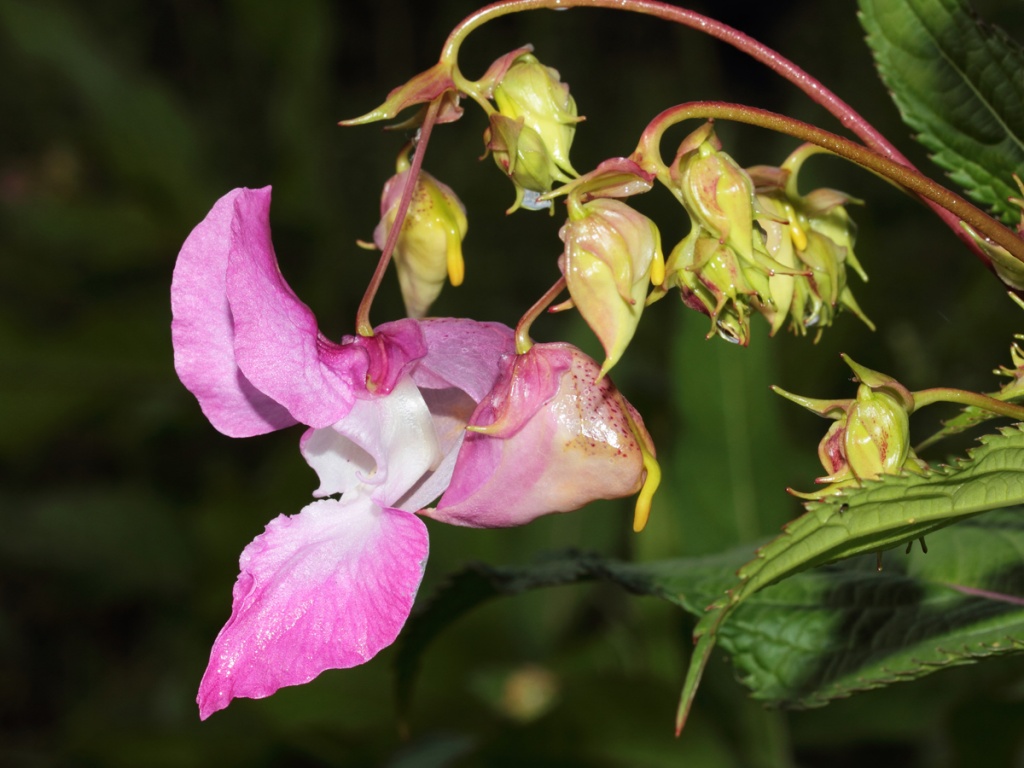 Himalayan Balsam | NatureSpot