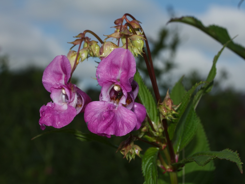 Himalayan Balsam | NatureSpot