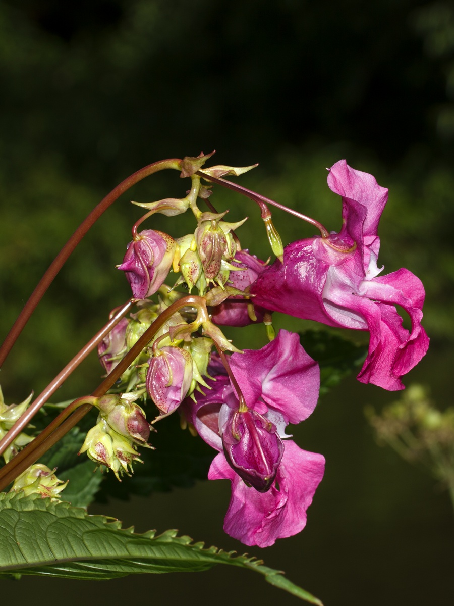 Himalayan Balsam | NatureSpot