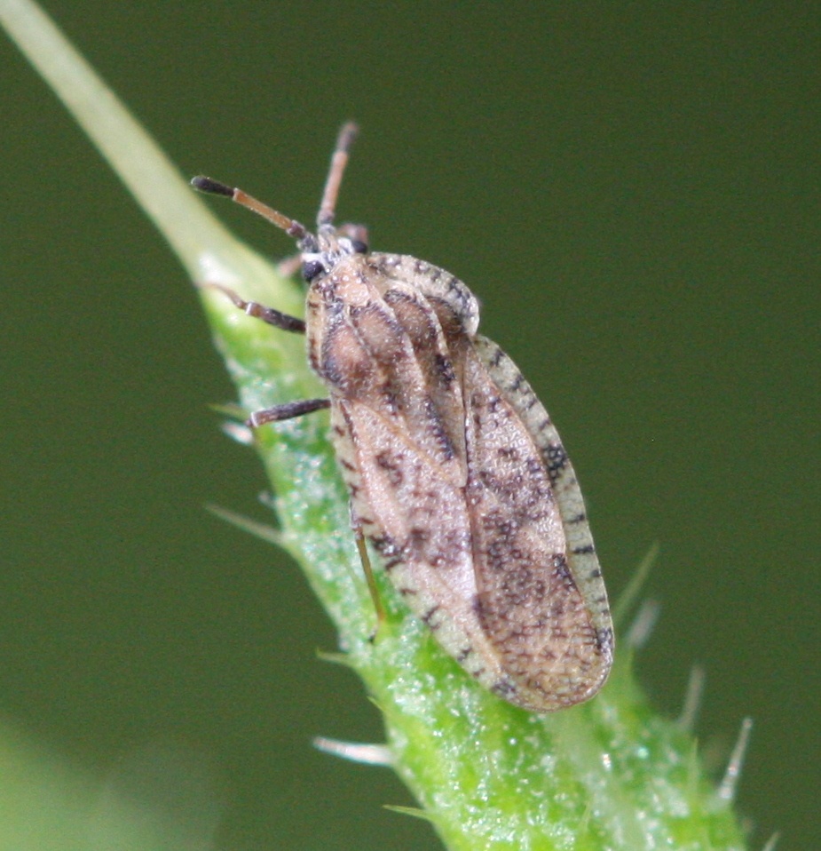 Spear Thistle Lacebug | NatureSpot