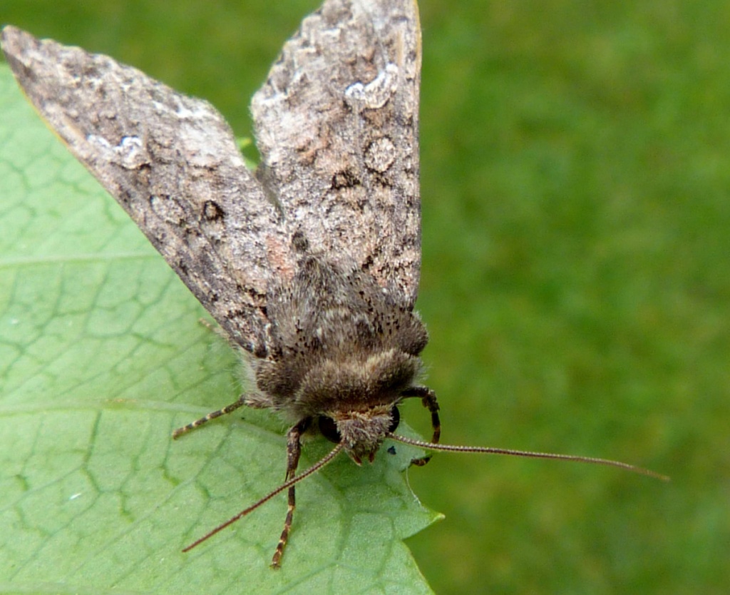 Cabbage Moth | NatureSpot