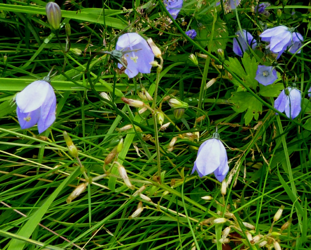 Harebell | NatureSpot