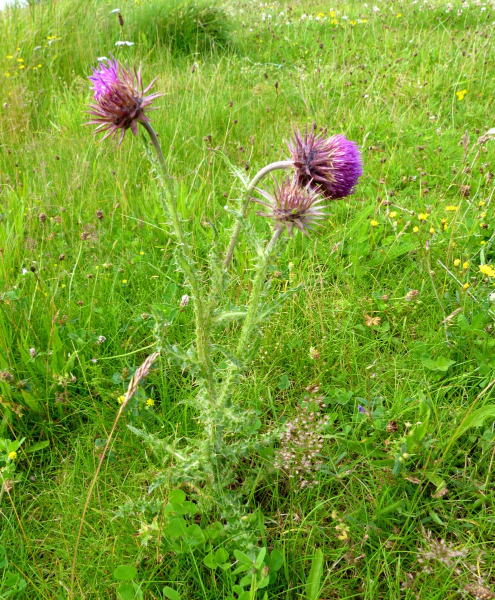 Musk Thistle | NatureSpot