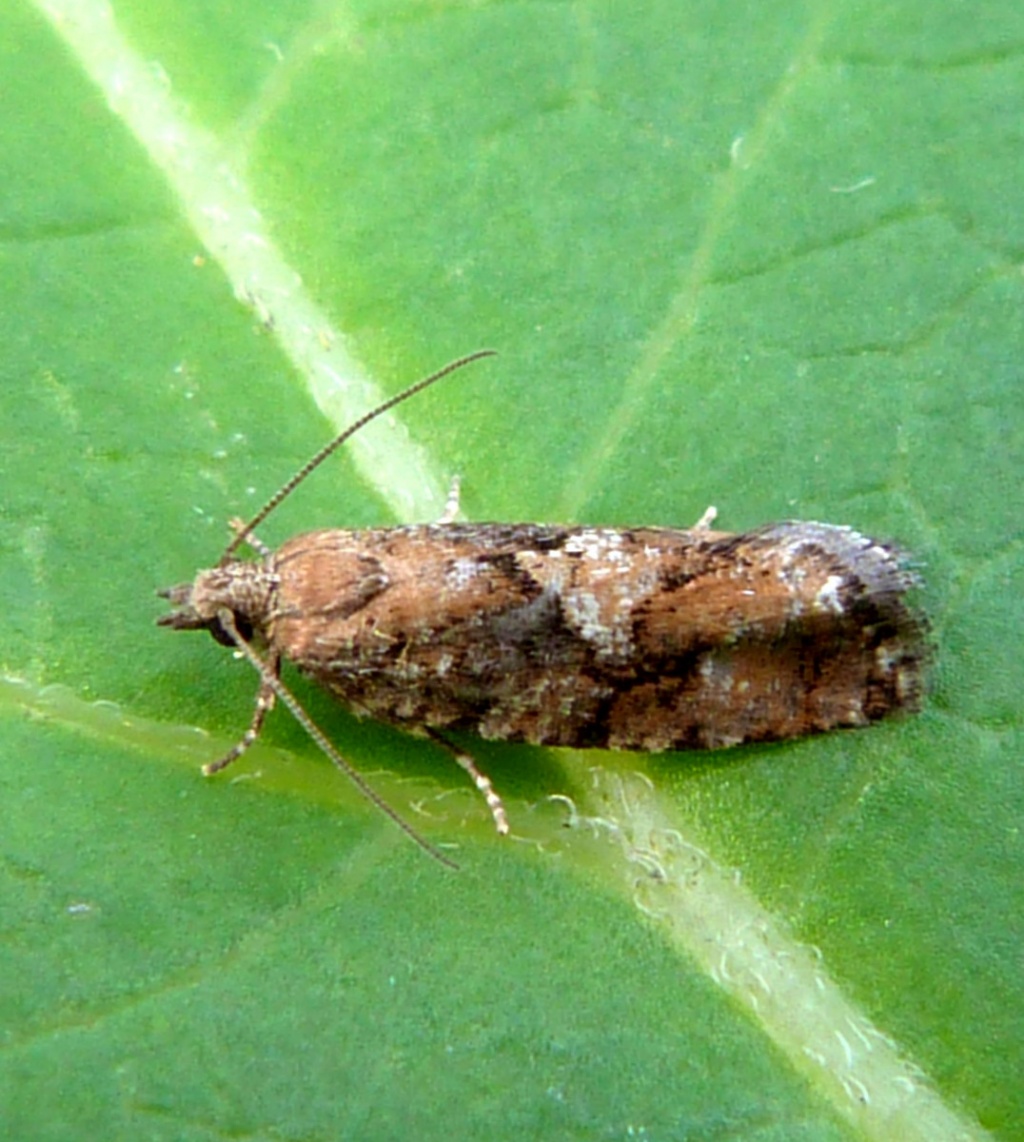 Spruce Bud Moth | NatureSpot